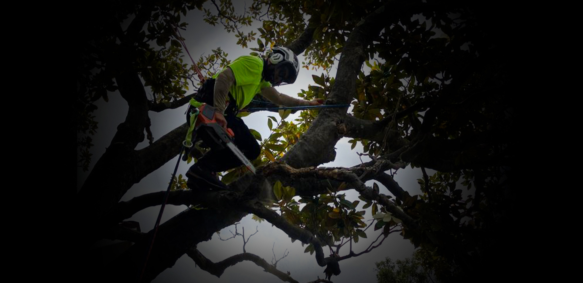 What is a qualified arborist, and why should I hire one? | Arb Culture ...