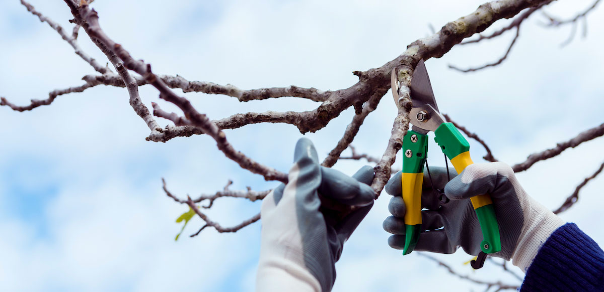 The Benefits of Tree Pruning: Why Proper Maintenance Matters | Arb ...